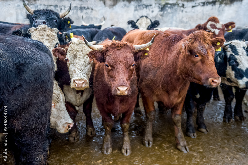 Slaughterhouse cows on beef meat production, slaughter of cows Stock ...