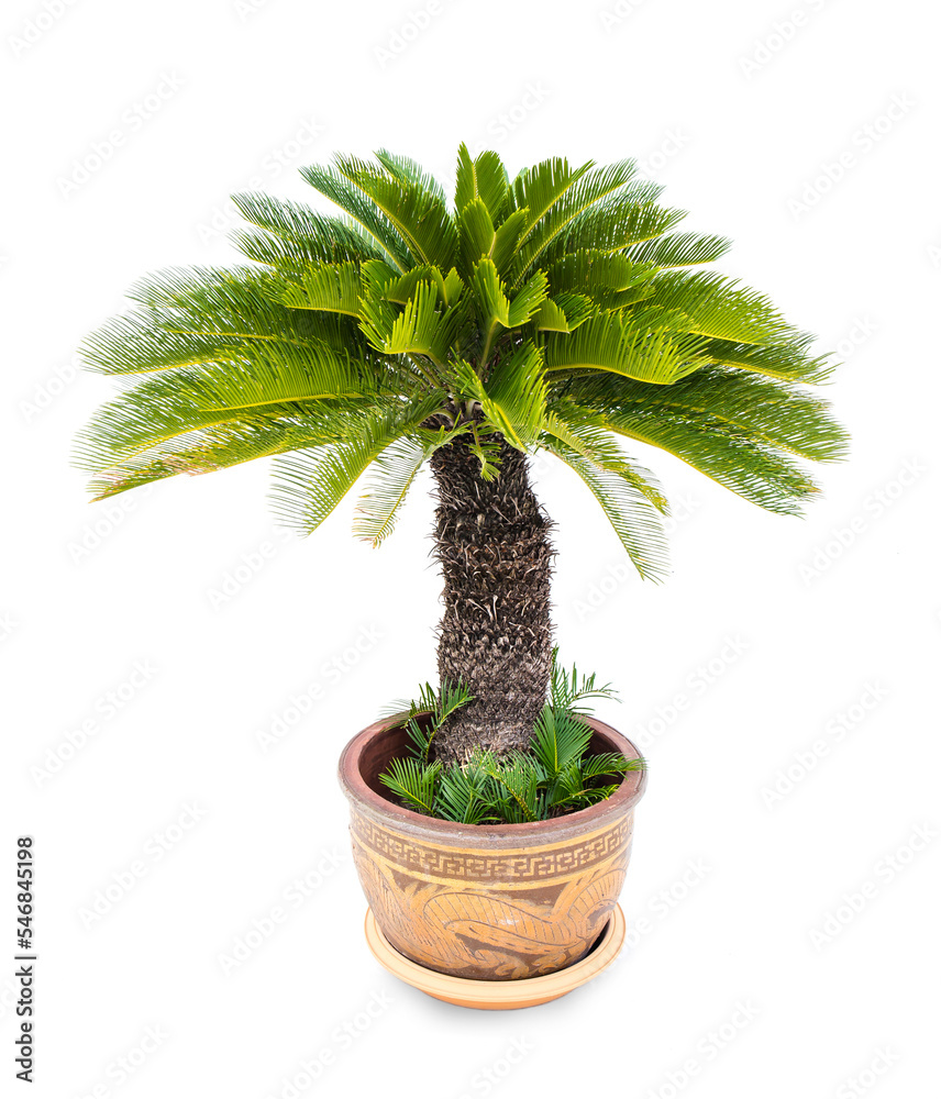 Palm tree cycas revoluta in clay pots isolated on white background with ...