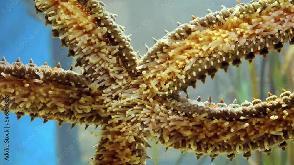 Close-up of a spiny starfish (Marthasterias glacialis) on the glass ...