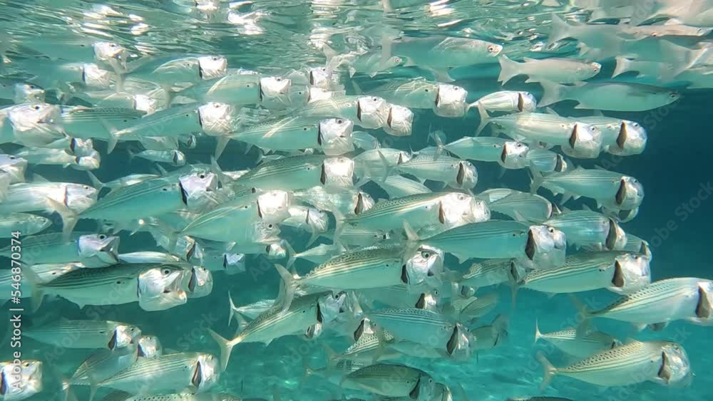 A school of largemouth mackerel swims with open mouths in search of ...