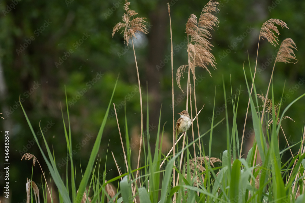 Great reed warbler (Acrocephalus arundinaceus) A small migratory bird ...