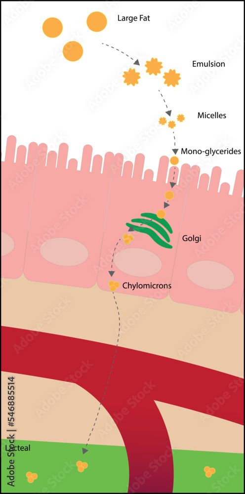 Lipid absorption in the small intestine illustration. Stock Vector ...