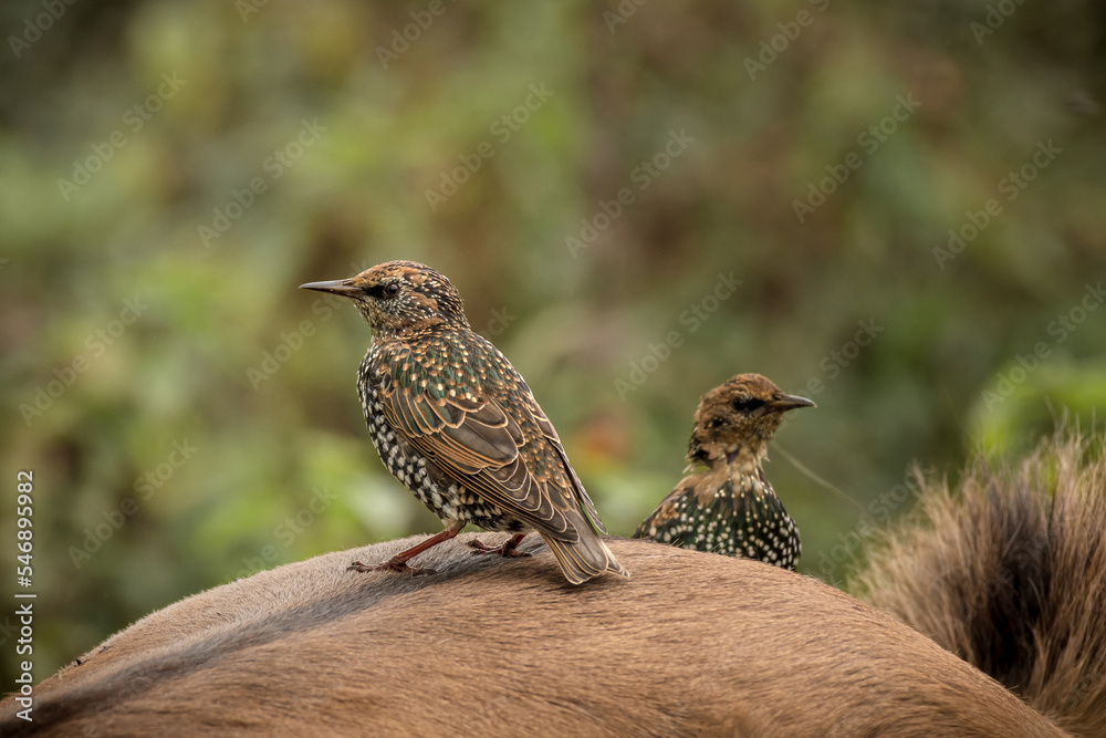 Common starling (Sturnus vulgaris) A medium-sized bird in a spotted ...