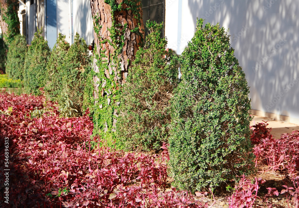 landscape design of the park of green shrubs trimmed in the shape of a ...