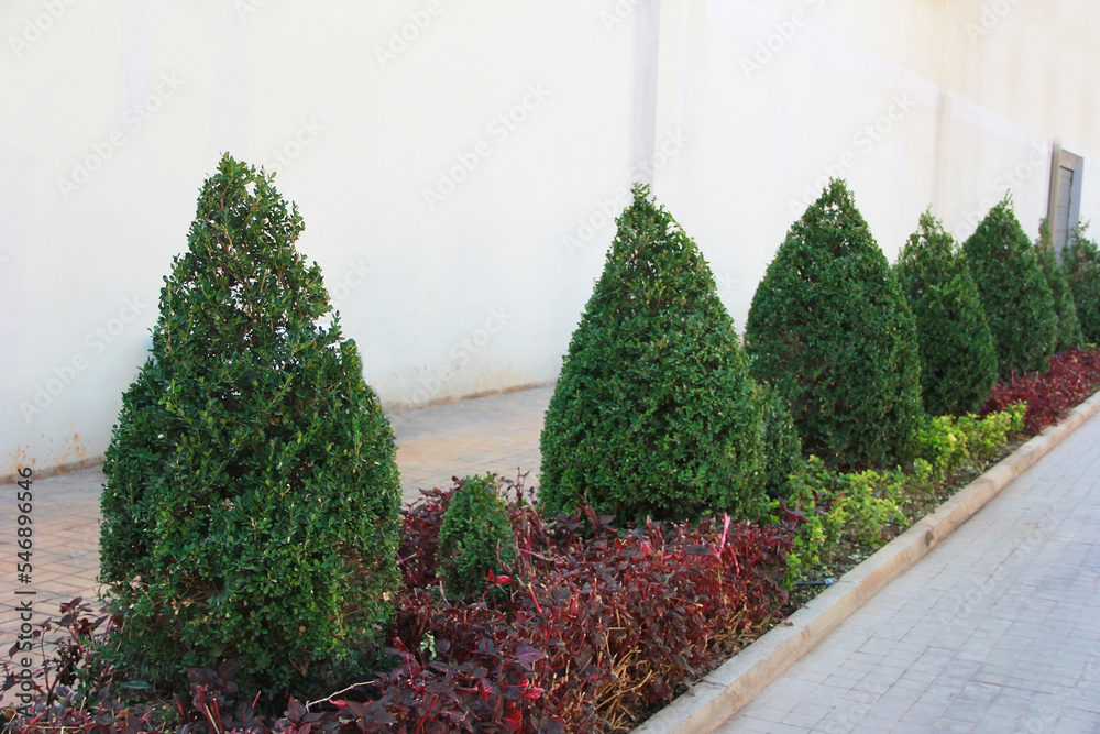 landscape design of the park of green shrubs trimmed in the shape of a ...