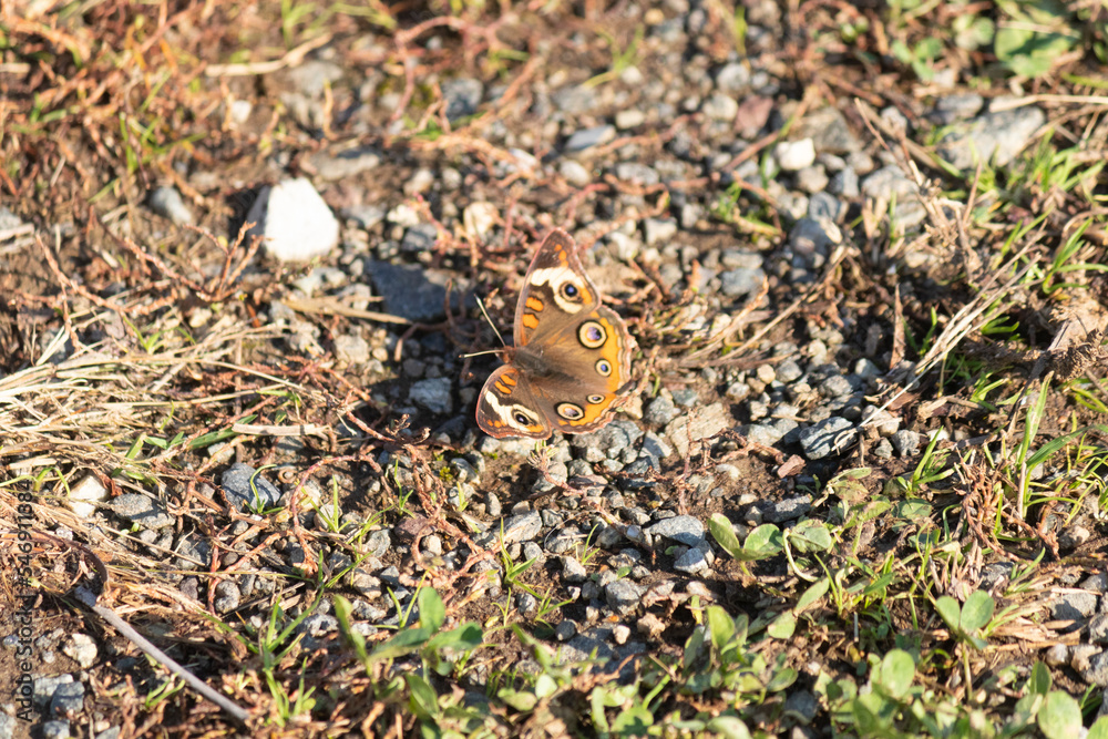This is a picture of a common buckeye butterfly. This little flying ...