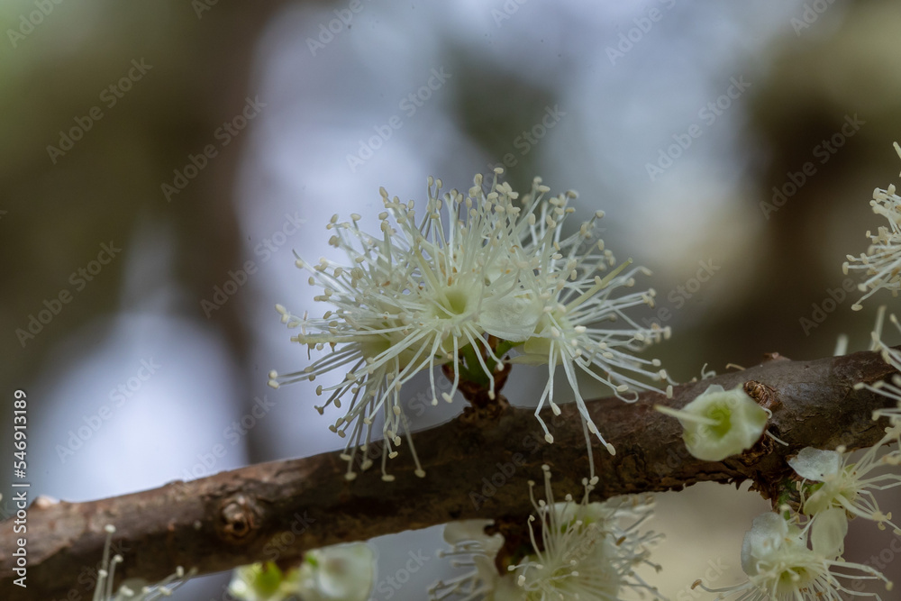 Exotic flower. Jabuticaba season. Species Plinia cauliflora. Jaboticaba ...