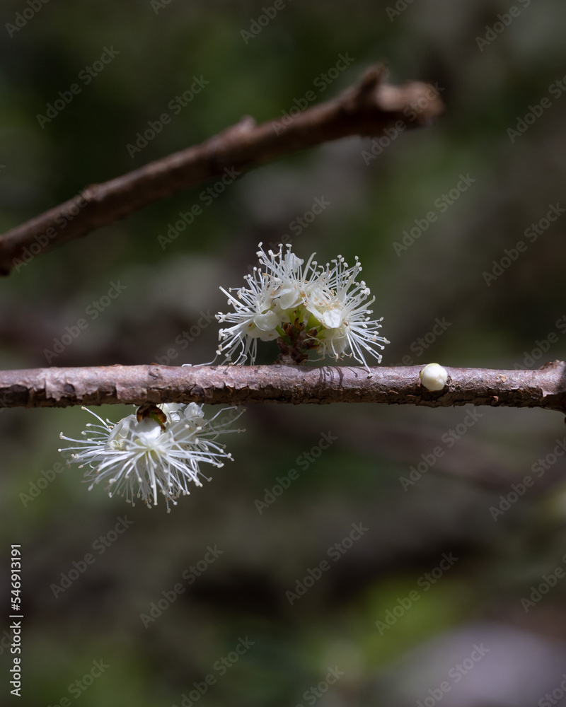 Exotic flower. Jabuticaba season. Species Plinia cauliflora. Jaboticaba ...