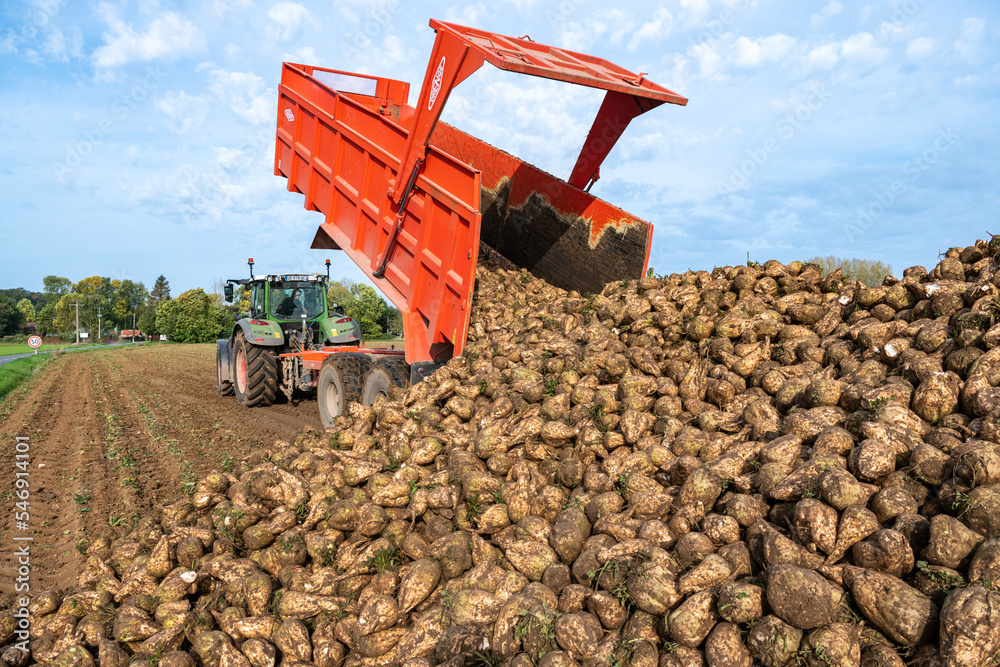 Arrachage de betterave. Vidange de la benne pour constituer un silo en ...