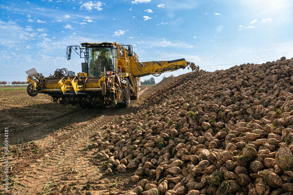 Foto de Arrachage de betterave à sucre. Vidange de la trémie pour ...