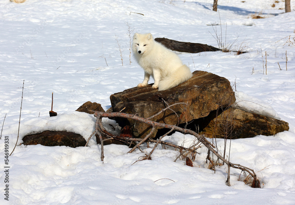 Photo & Art Print In winter arctic fox (Vulpes lagopus), also known as ...