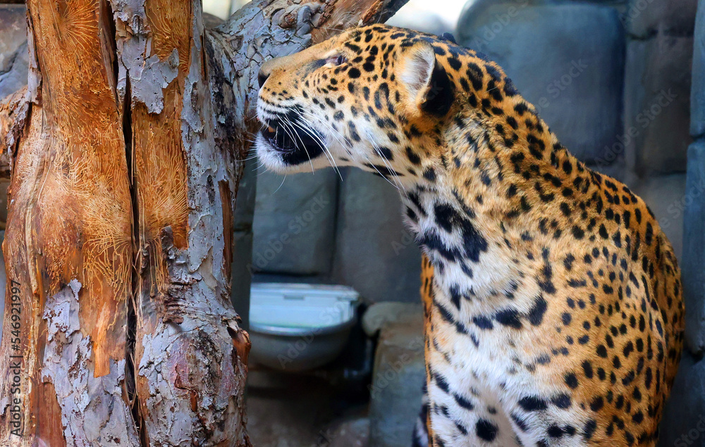 Foto de Jaguar are a feline in the Panthera genus only extant Panthera ...