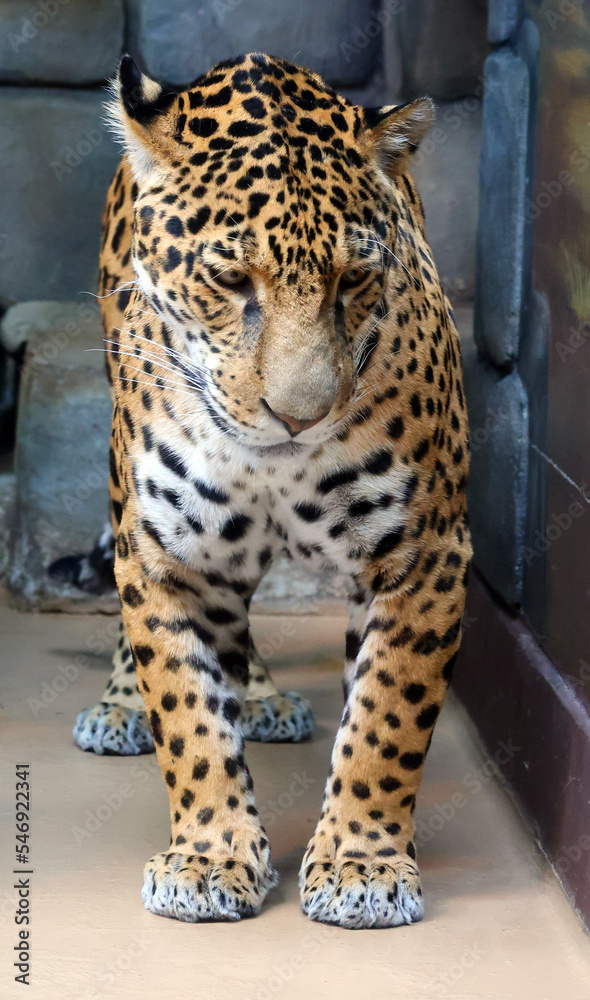 Jaguar are a feline in the Panthera genus only extant Panthera species ...