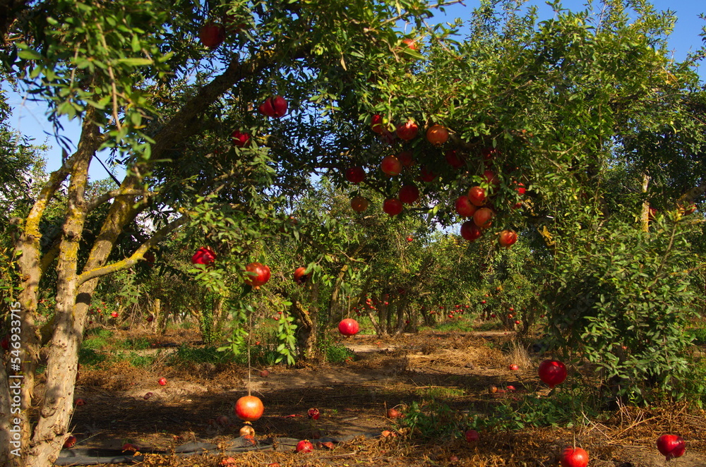 Garden with pomegranate trees. Rich harvest, large fruits, ripe ...