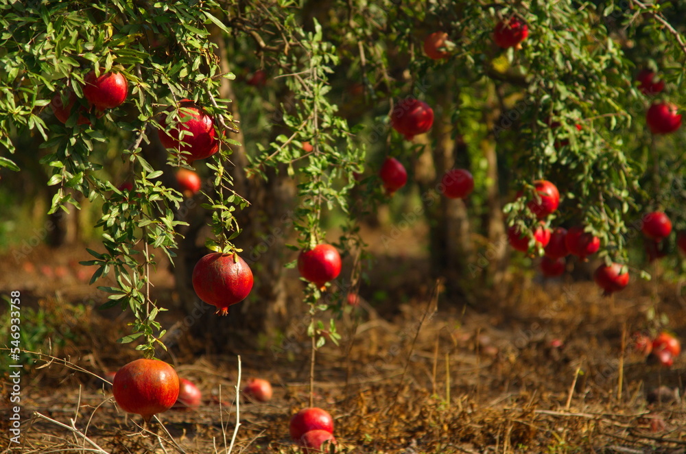 Garden with pomegranate trees. Rich harvest, large fruits, ripe ...