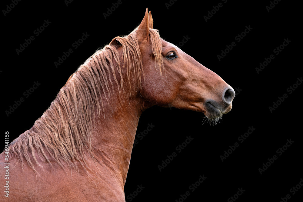 Frederiksborger chestnut stallion side view isolated on black ...