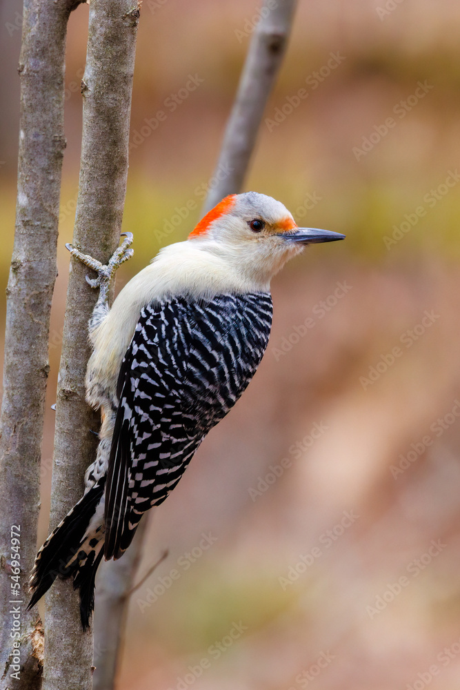 Red-bellied woodpecker (melanerpes carolinus) on a branch during fall ...