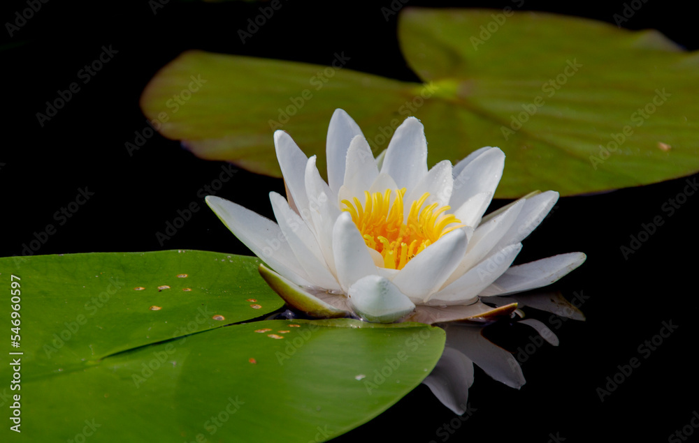 Nymphaea alba, the white waterlily, European white water lily or white ...