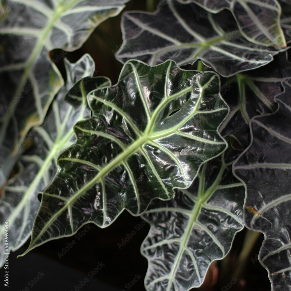 close-up shot of the bright green triangular and veined leaves of the ...