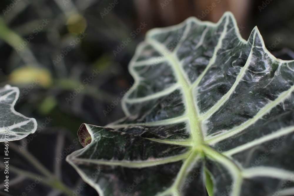 close-up shot of the bright green triangular and veined leaves of the ...