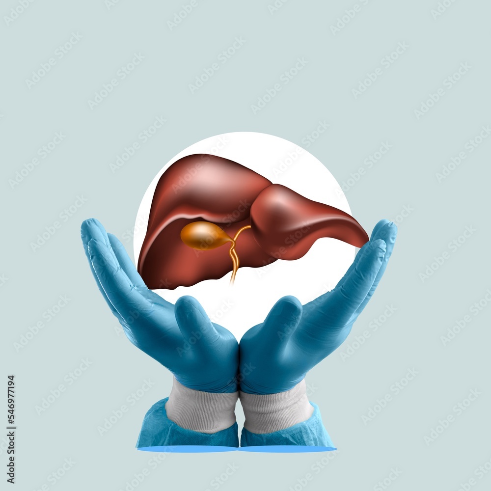 Model of human liver in doctor hands. Stock Photo | Adobe Stock