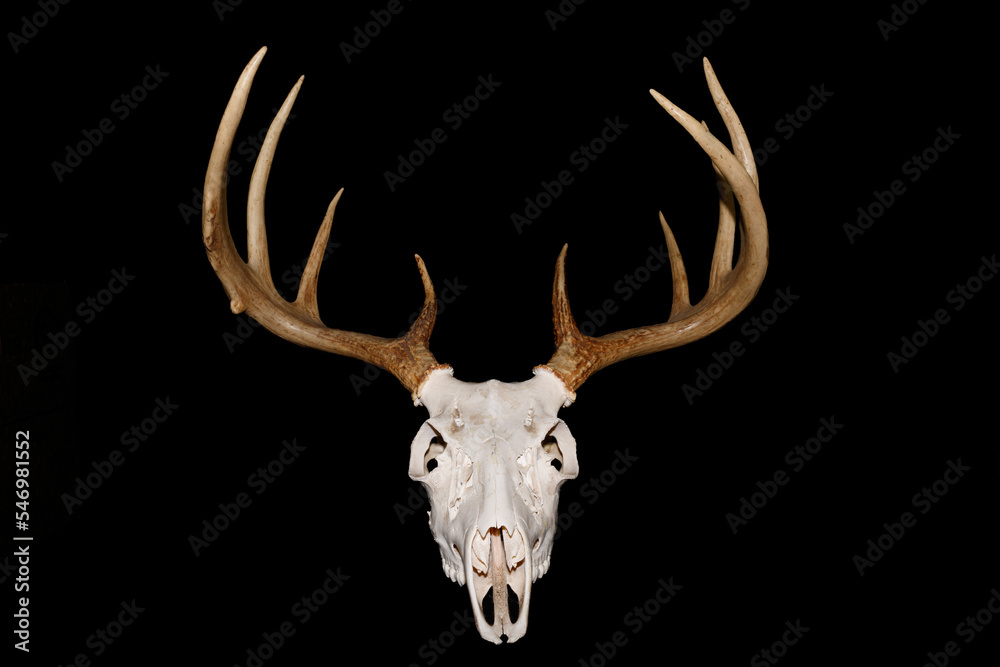 European mount whitetail buck isolated black background Stock Photo ...