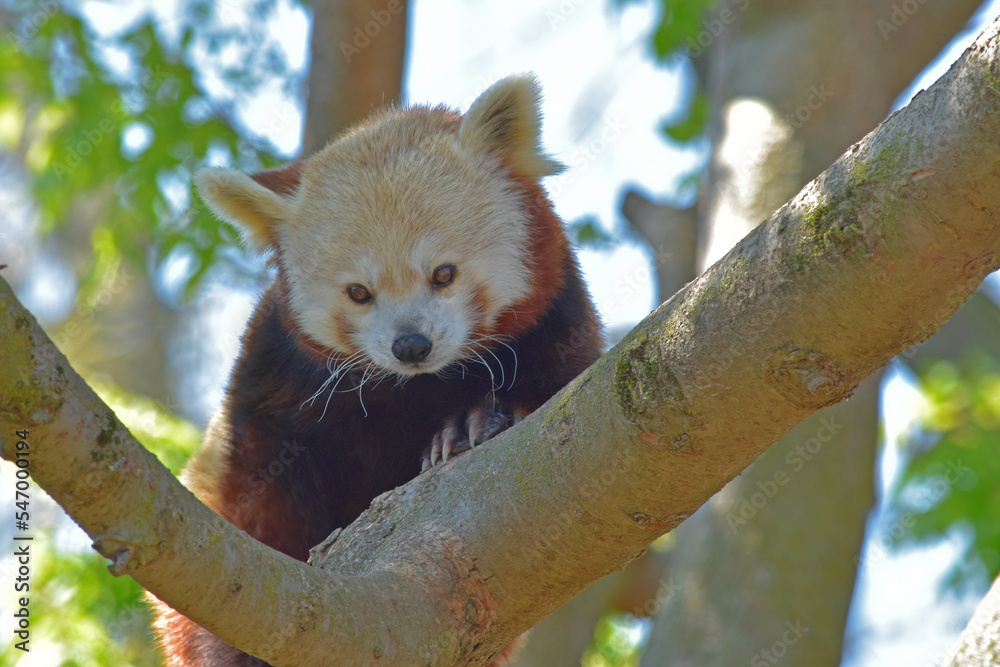 In a rare scene, a red panda appears awake and alert, looking on from ...