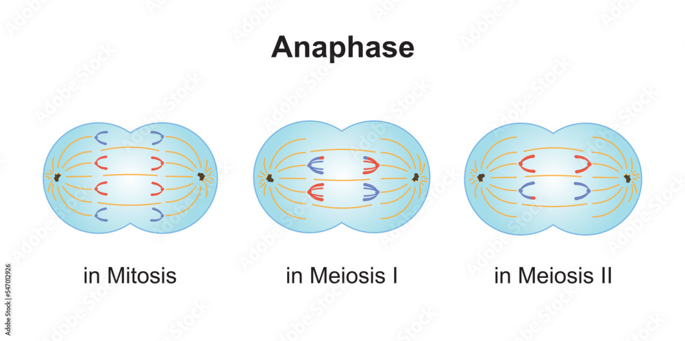 Vetor de Scientific Designing of Differences Between Anaphase in ...
