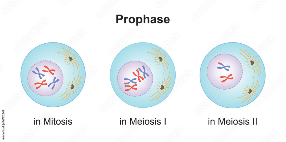 Scientific Designing of Differences Between Prophase in Meiosis and in ...