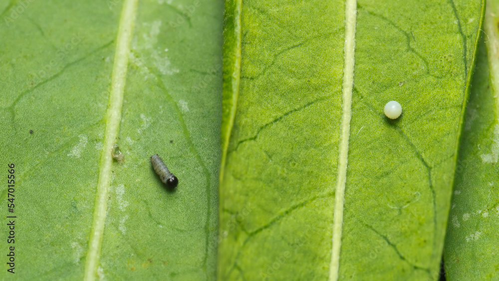 Monarch caterpillar larva and egg on leaves Stock Photo | Adobe Stock
