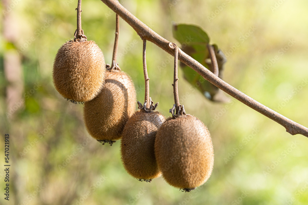 Kiwi on a kiwi tree plantation with with huge clusters of fruits. The ...