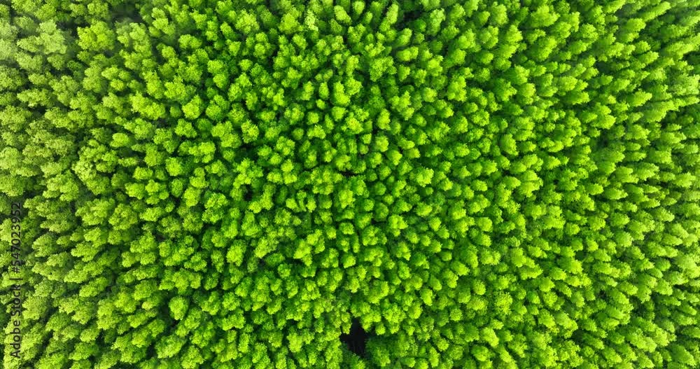 Cinematic 4K DCI scene nature video aerial view Top-view nature green ...