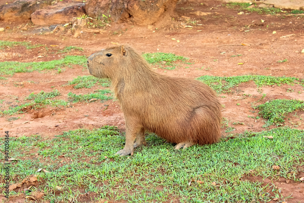 Capybara, one of the largest rodents in the world. Stock Photo | Adobe ...