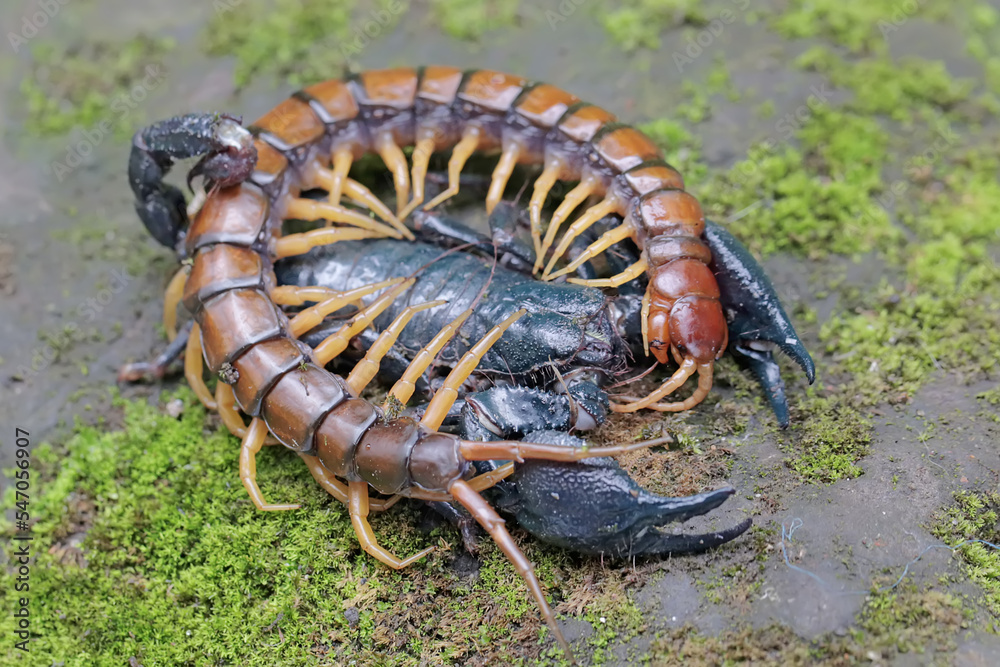 An Asian forest scorpion is ready to prey on a centipede (Scolopendra ...
