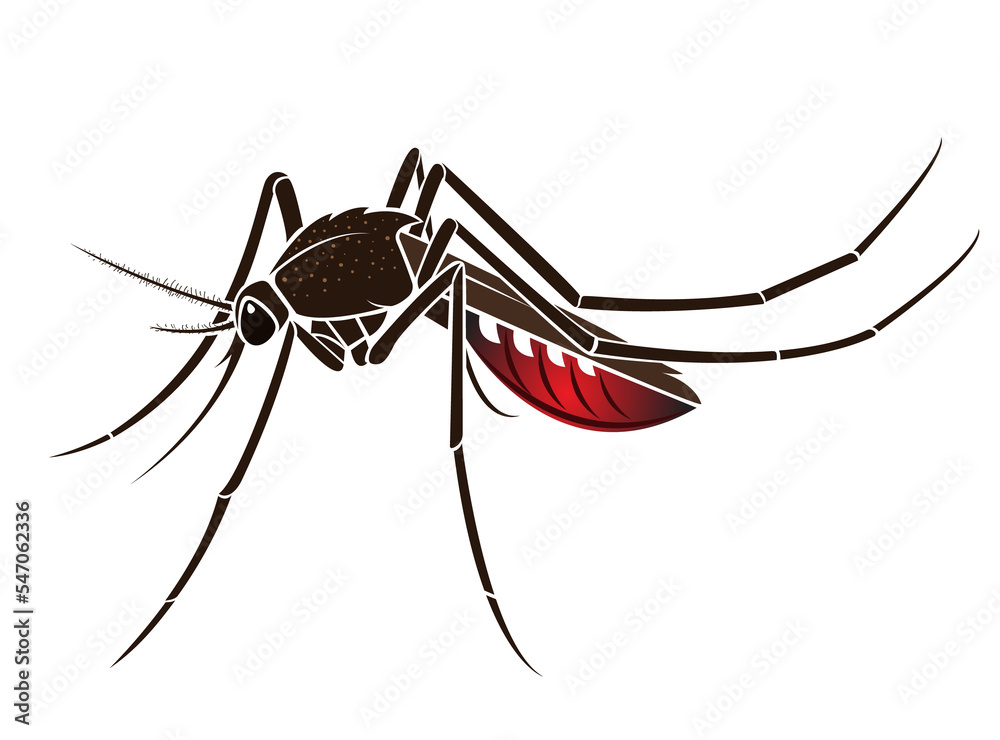 Mosquito design isolated on transparent background. Wild Animals ...