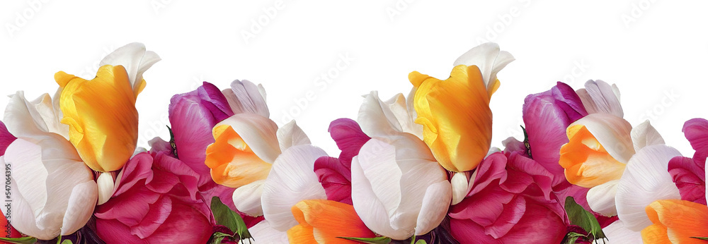 Seamless floral border on transparent background. Elegant flowers ...