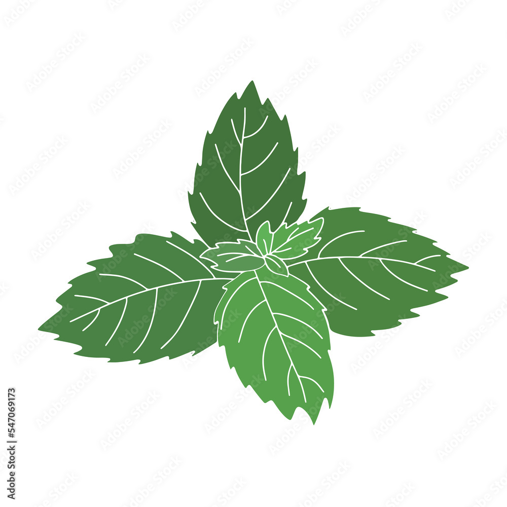 Mint leaf cartoon vector icon.Cartoon vector illustration fresh ...