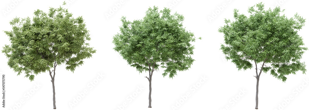 3D illustration of trees on transparent background, for illustration ...
