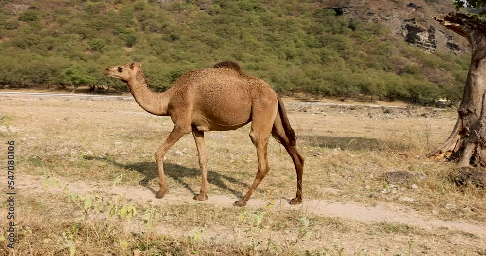 dhofar region, dhofar, camel food, camels, camel, wadi oman, oman ...
