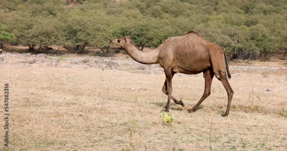 dhofar region, dhofar, camel food, camels, camel, wadi oman, oman ...