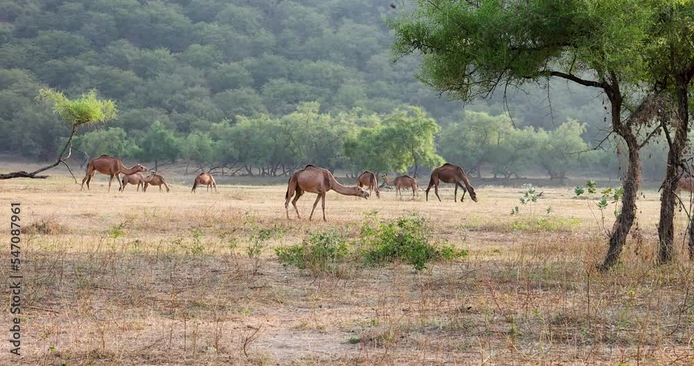 Video Stock dhofar region, dhofar, camel food, camels, camel, wadi oman ...