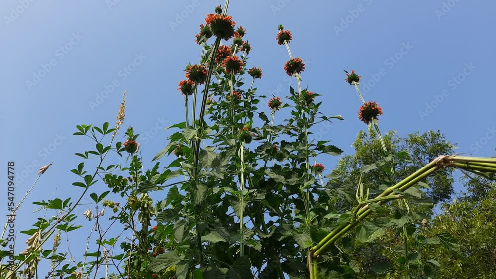Leonotis nepetifolia plant with flowers. Its other names klip dagga and ...