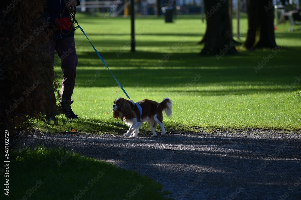 Furry spaniel dog in a harness being walked by its owner under the ...
