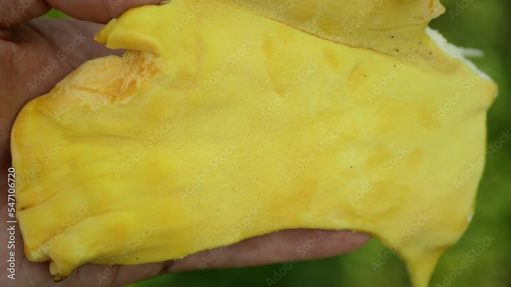 Laetiporus sulphureus cutting hand sulphur polypore detail shelf ...