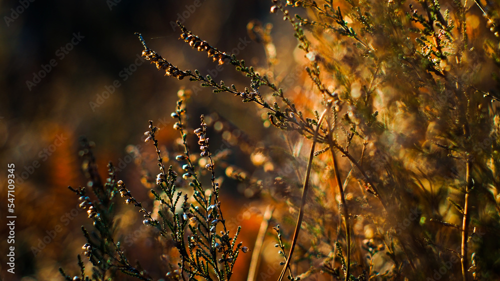 Forêt des Landes de Gascogne, et sa végétation opulente, mises en ...