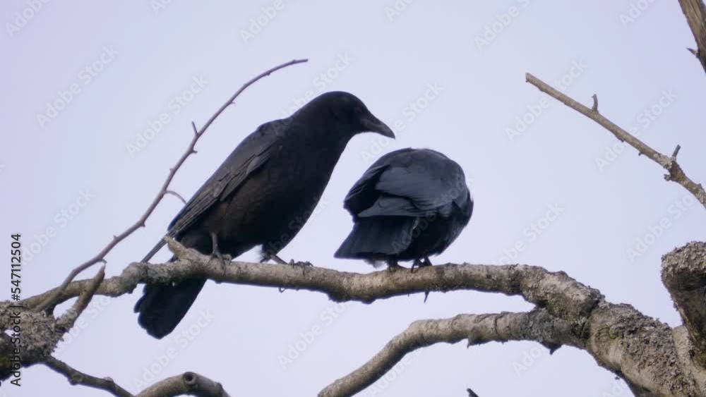 Two Black Birds on a Tree Branch, One Picking the Feathers of Partner ...