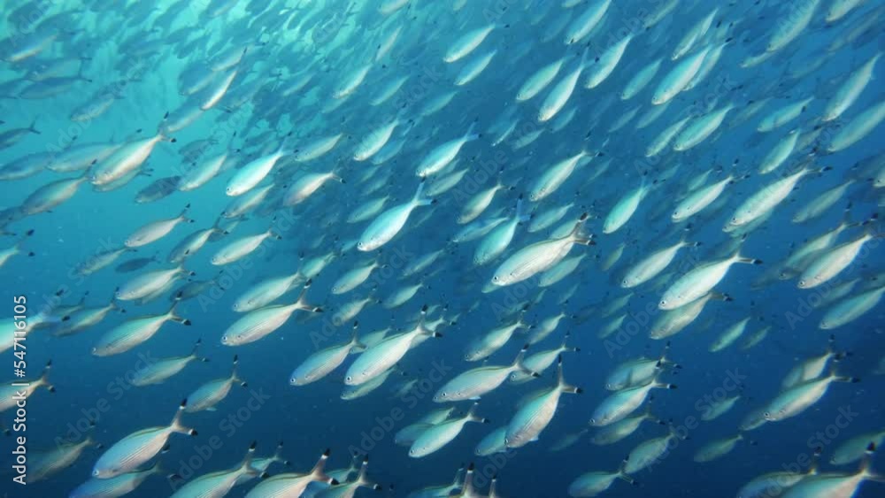 Lunar fusilier fish school swimming underwater, view through clear blue ...