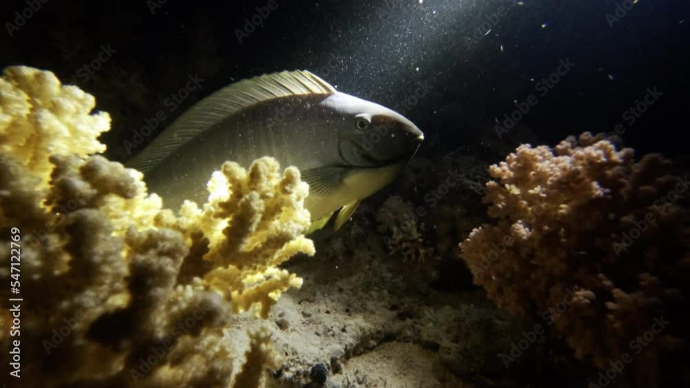 Doctorfish swimming underwater in coral reef. Undersea life, seabed ...
