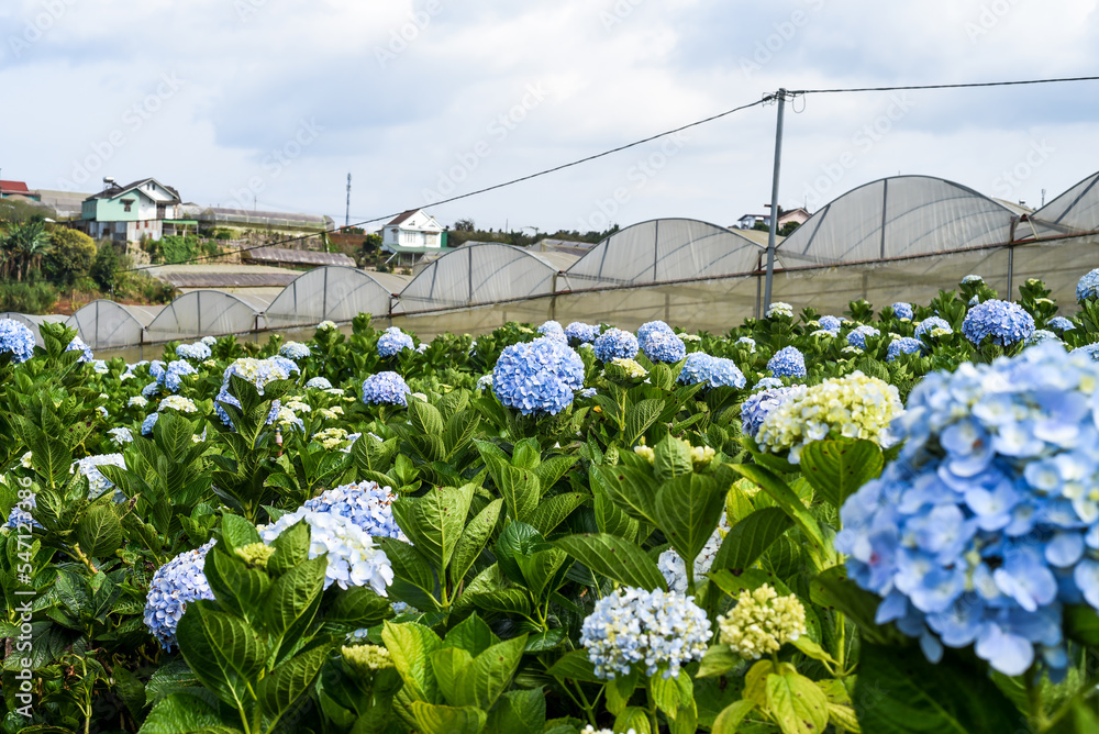 Fotografia do Stock: Hydrangea field against the greenhouses and ...