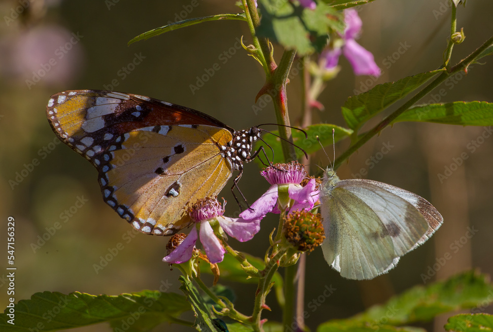 Danaidae (Danaus chrysippus) is a species common in the southern part ...